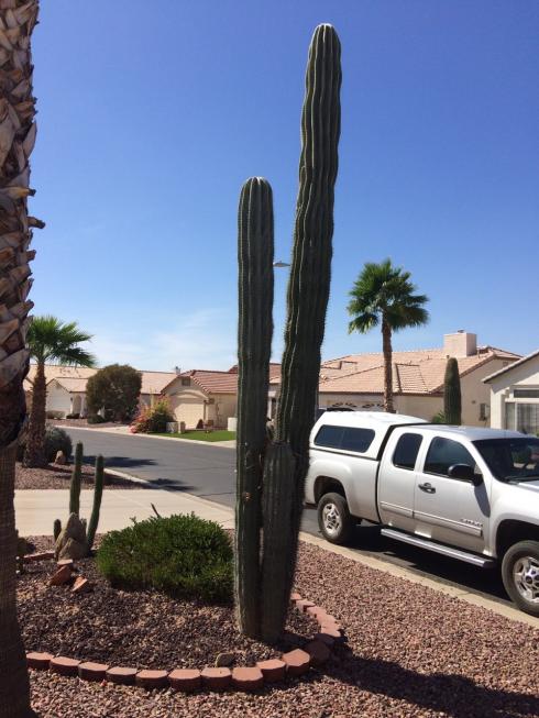 Online Saguaro Inventory and Sale | The Cactus Doctor